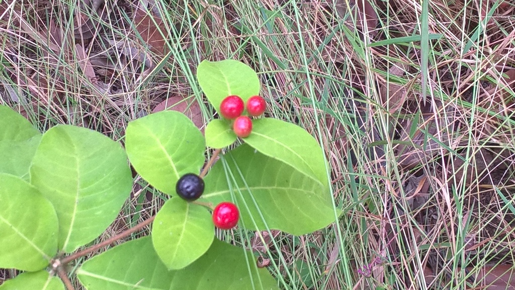 Be Still Tree from Koongal QLD 4701, Australia on June 2, 2016 at 11:40 ...