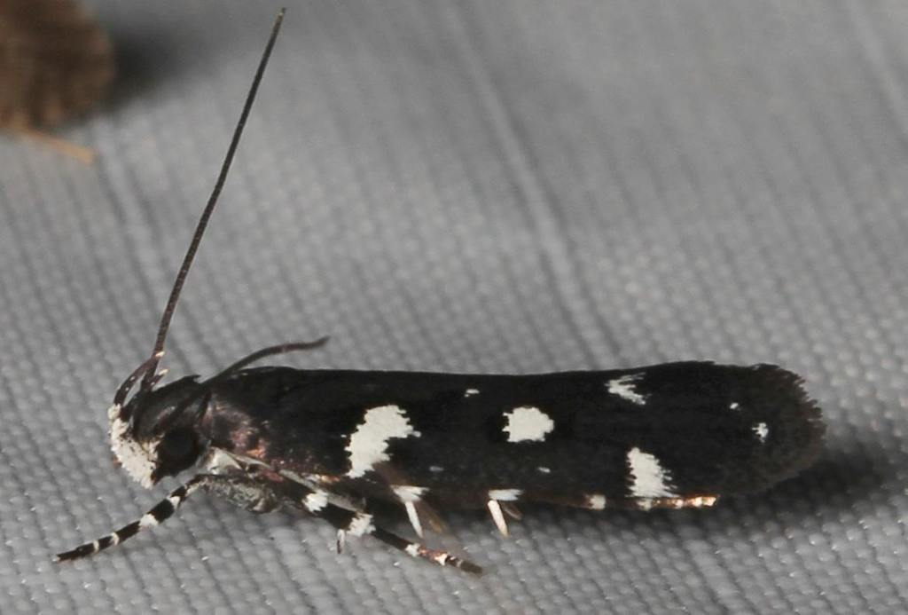 Six-spotted Aroga Moth from Liberty County, US-FL, US on May 15, 2020 ...