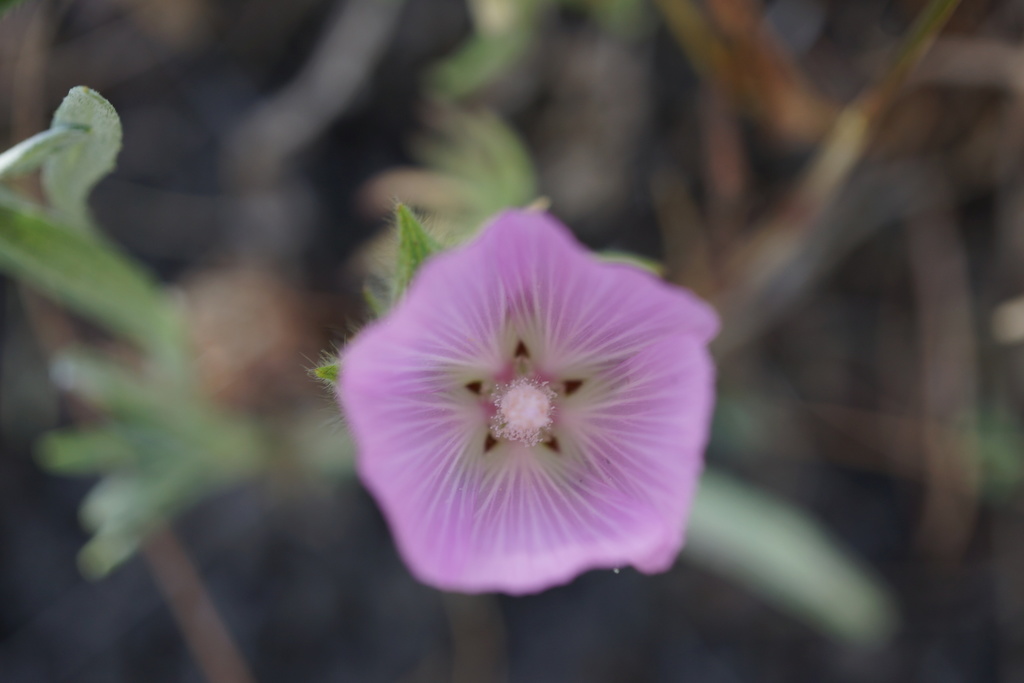 fringed checkerbloom from 2761 Morgan Dr, San Ramon, CA 94583, USA on ...