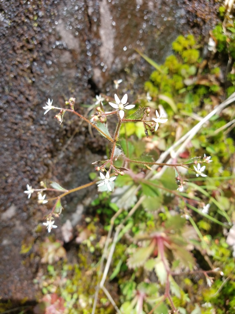 Cliff Saxifrage from Black Mountain, NC, USA on May 17, 2020 at 11:49 ...