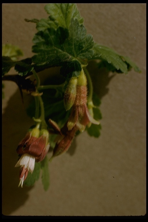 canyon gooseberry (Trees & Shrubs of the Sunol Region - BioBlitz ...