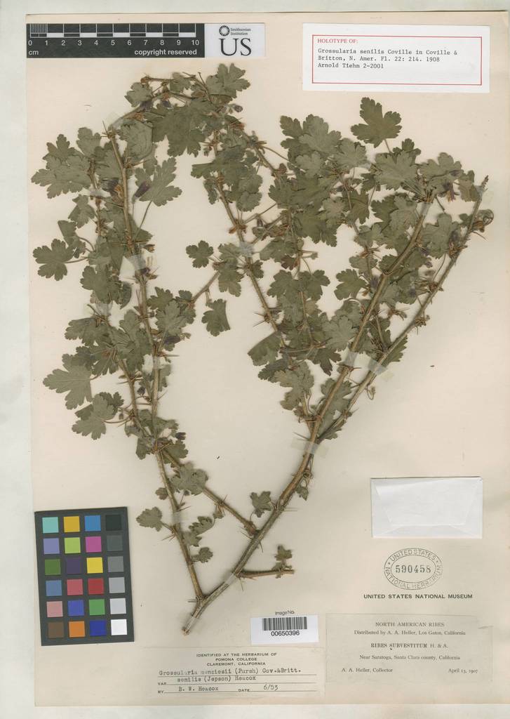 canyon gooseberry (Trees & Shrubs of the Sunol Region - BioBlitz ...