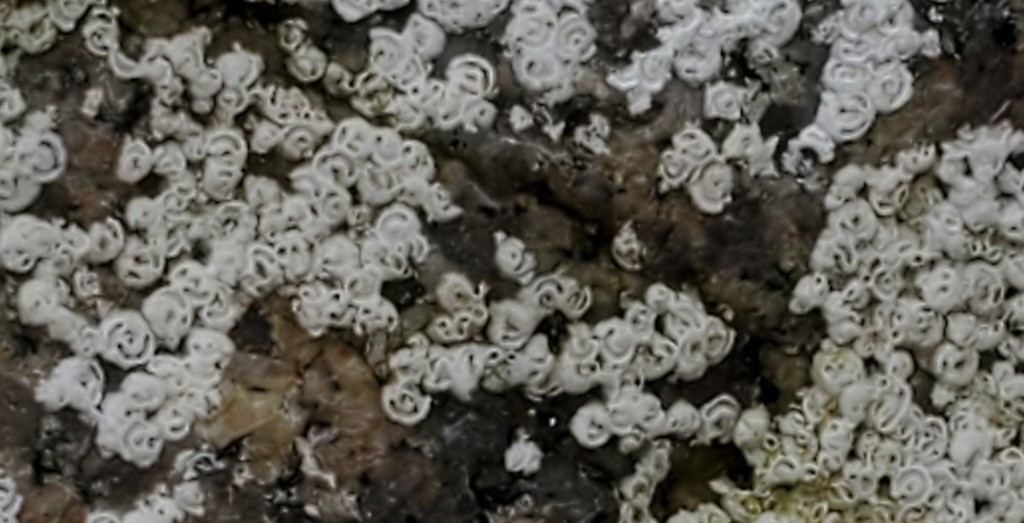 Spiral Tube Worms from Del Monte Forest, CA, USA on May 14, 2020 at 02: ...