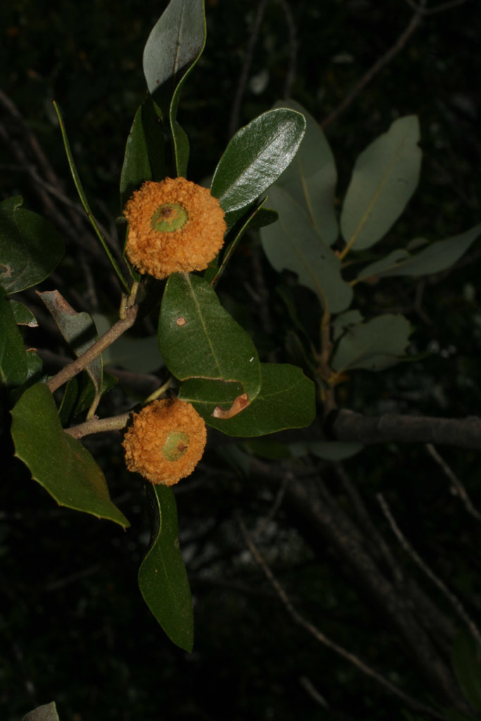 Canyon Live Oak Trees And Shrubs Of The Sunol Region Bioblitz · Inaturalist