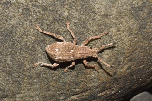 Episomus quatuornotatus · iNaturalist