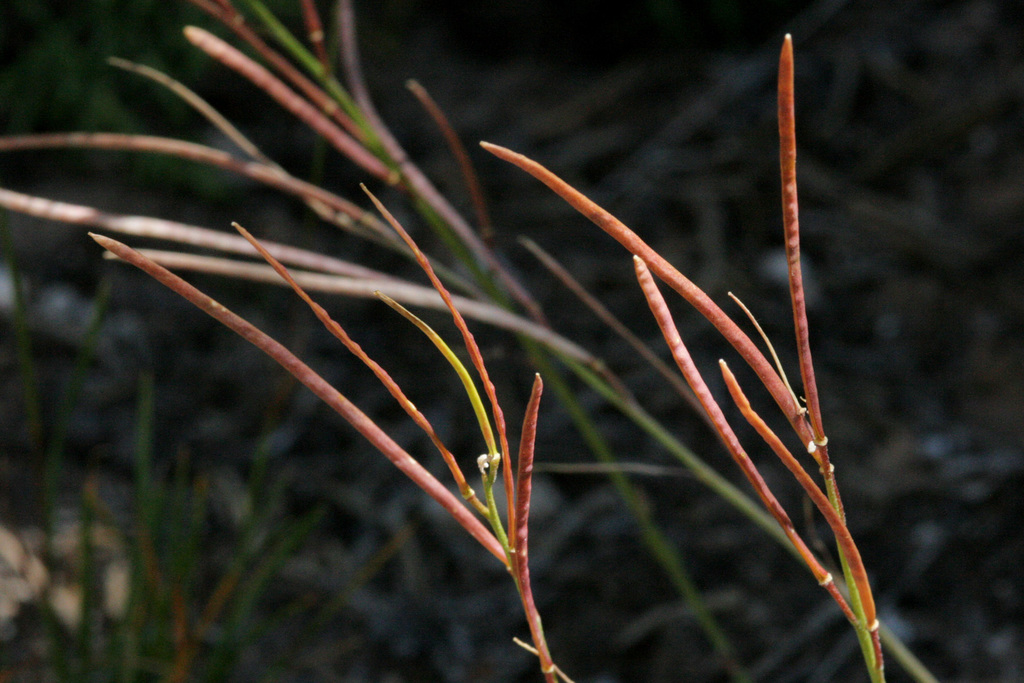 Boechera fernaldiana vivariensis from Dinosaur National Monument ...