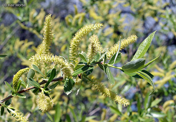 Red Willow (LA Urban Forest Program) · iNaturalist Mexico