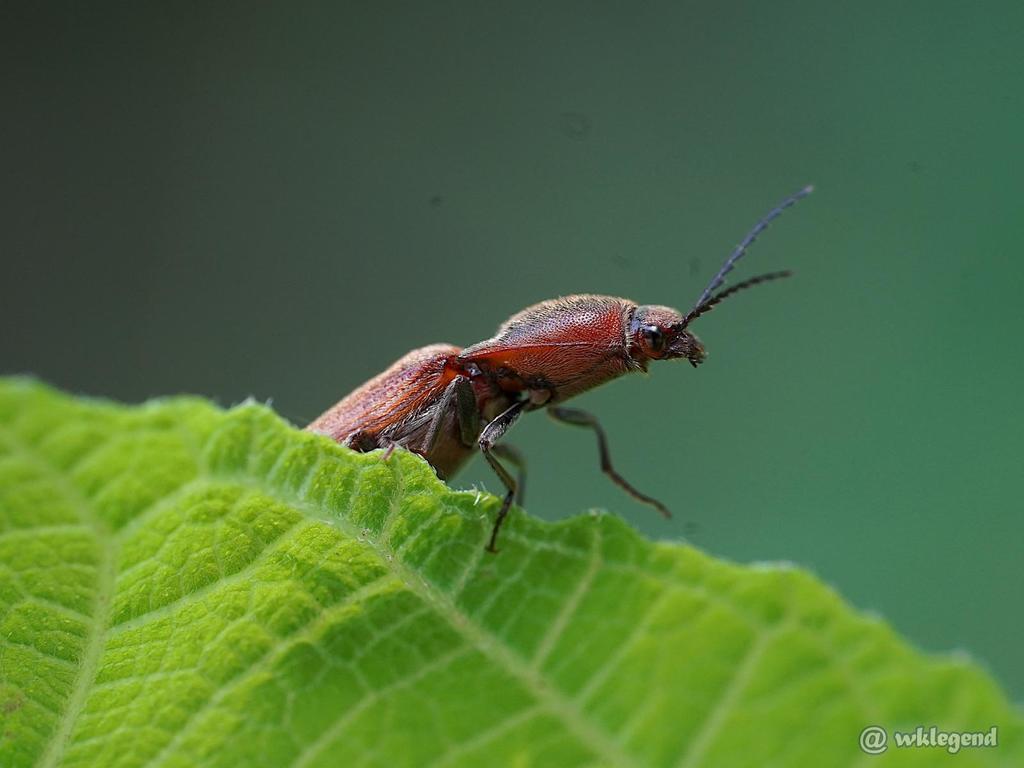 Procraerus from 香港西貢市 on May 16, 2020 at 12:26 PM by wklegend · iNaturalist