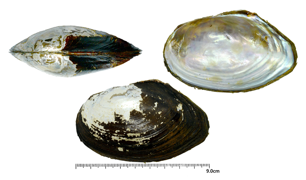 Chinese Pond Mussel (Molluscs of the Slovak Republic) · iNaturalist