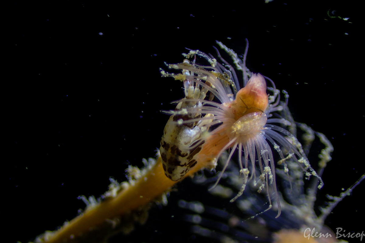 Jassa falcata (Montagu, 1808)