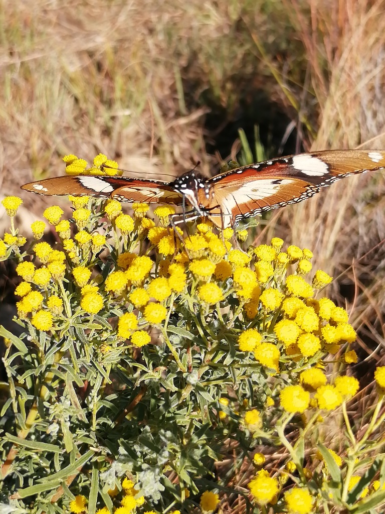 Mimic from Motheo, South Africa on May 10, 2020 at 02:20 PM by David ...
