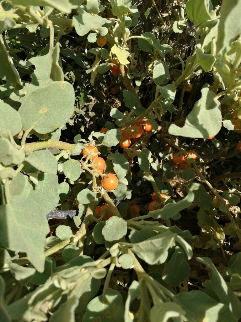 Common Snake-apple from Motheo, South Africa on May 17, 2020 at 10:50 ...