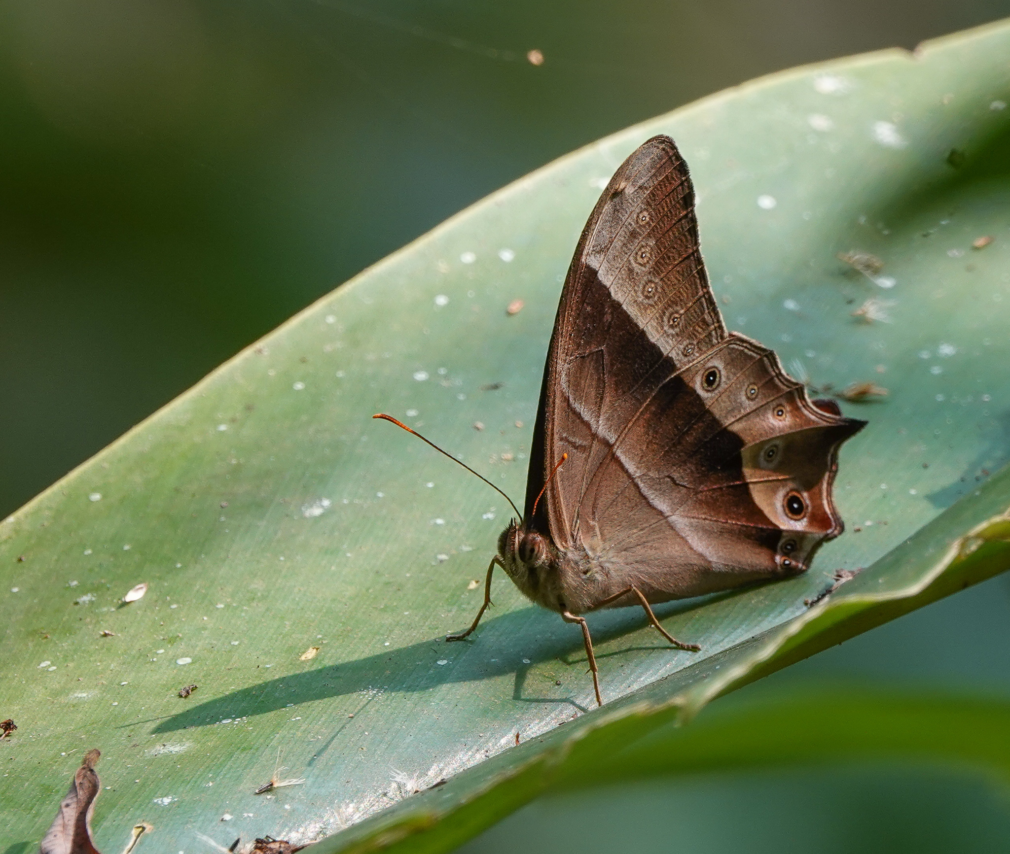 Lethe vindhya (Felder, 1859)
