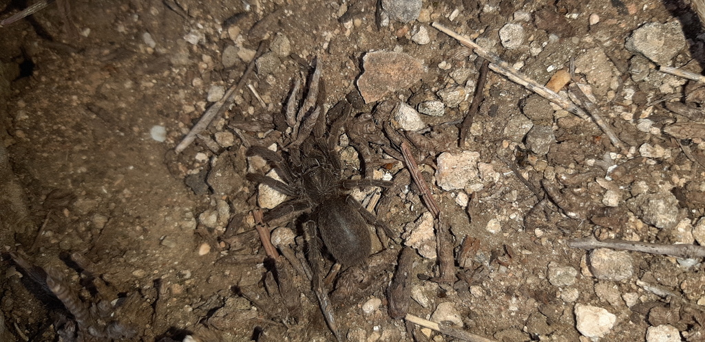 Robust Lesser Baboon Spider from Uitenhage Farms, Port Elizabeth, South ...