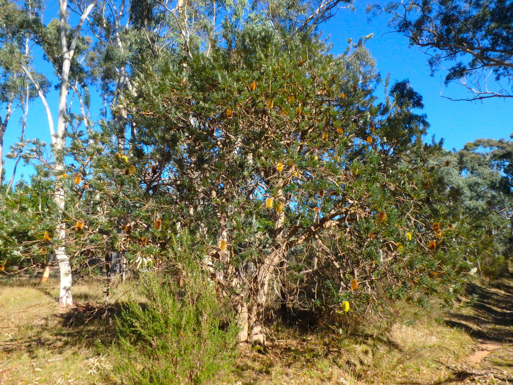 Silver Banksia from Knott Hill Native Forest Reserve, SA, Australia on ...
