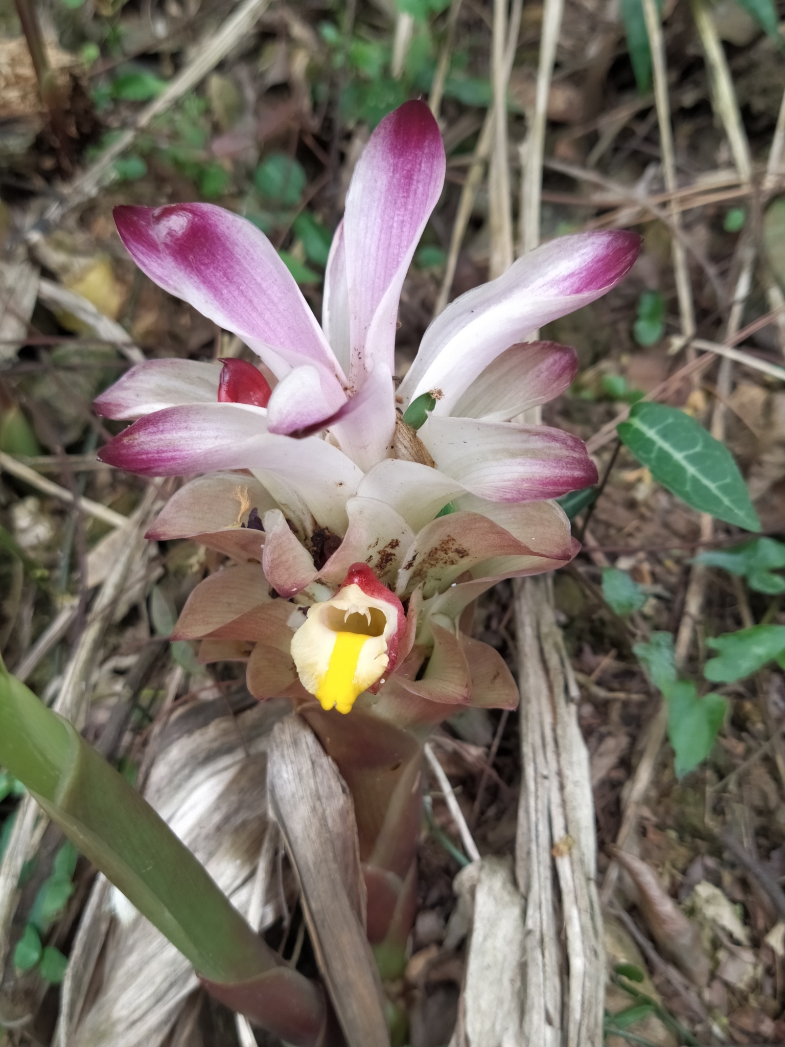 Curcuma zedoaria (Christm.) Roscoe
