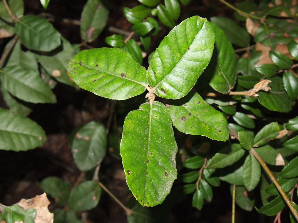 Notholithocarpus densiflorus var. densiflorus (Trees of Quail Hollow ...