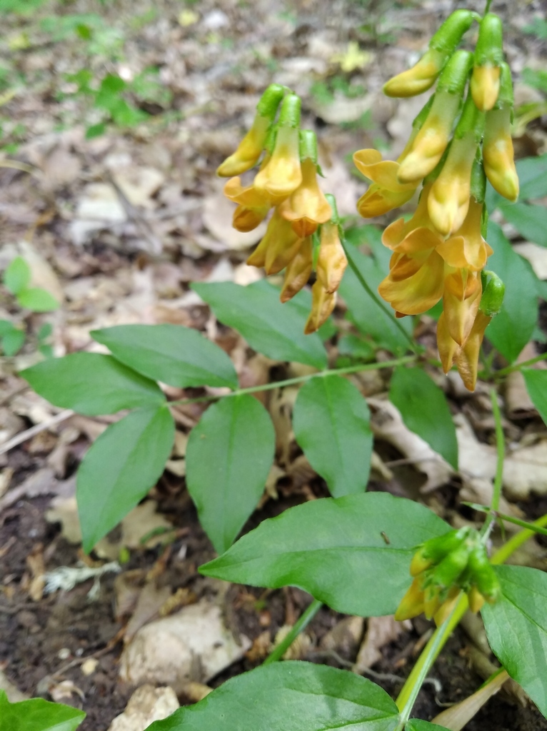 Golden Pea (Lathyrus aureus) - Botanical Realm