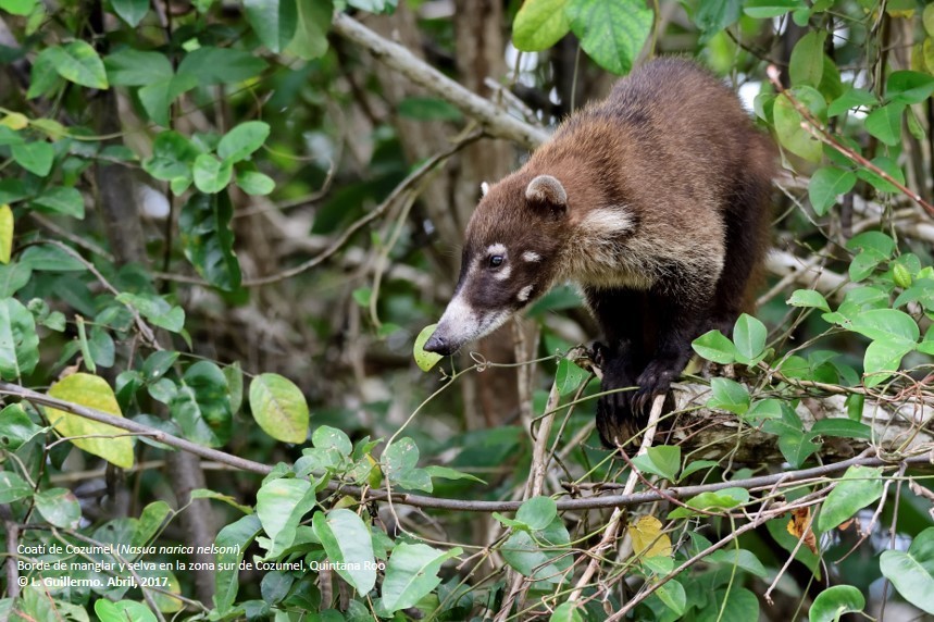 Cozumel Island Coati (Nasua narica nelsoni) - Know Your Mammals