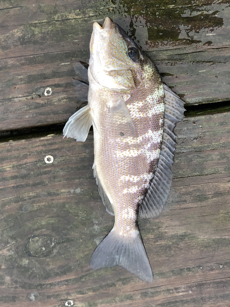 Pigfish from Atlantic Ocean, Hampstead, NC, US on May 18, 2020 at 09:35 ...