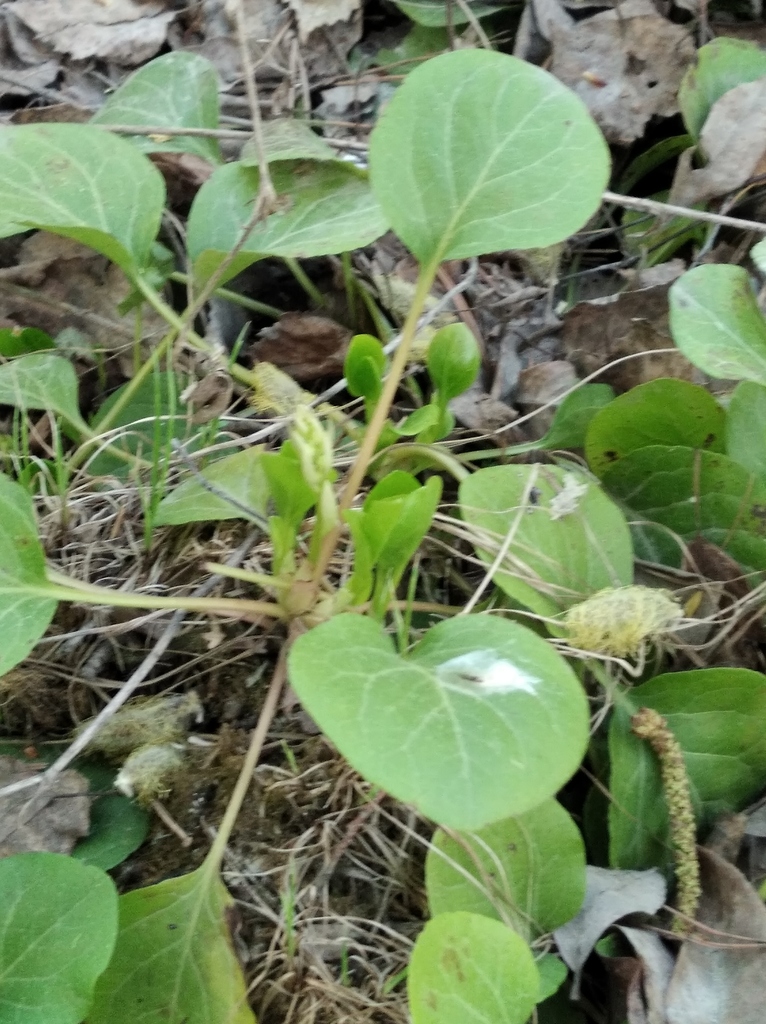 monotropes (Monotropoideae) - Botanical Realm