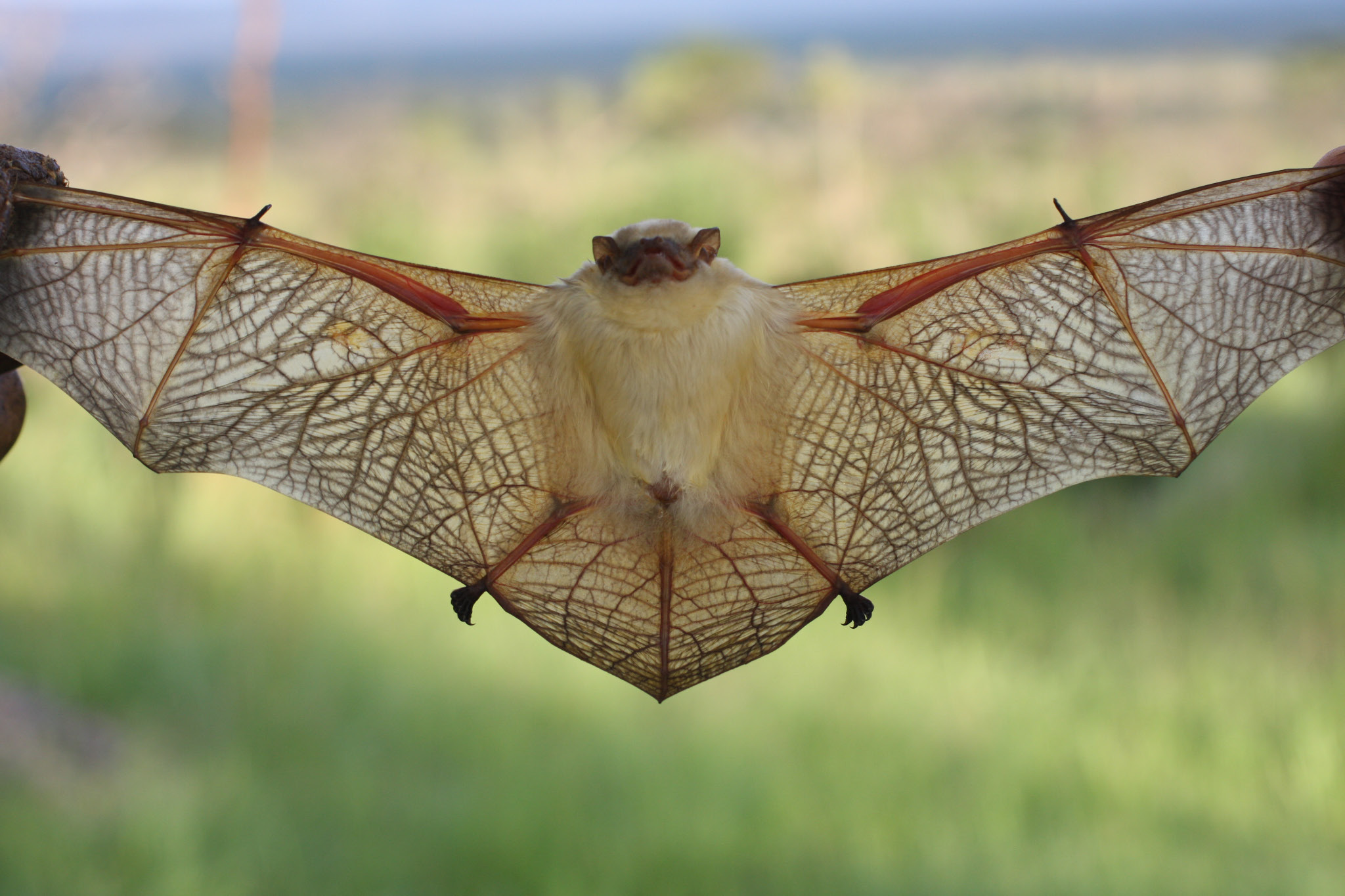 Glauconycteris Dobson, 1875