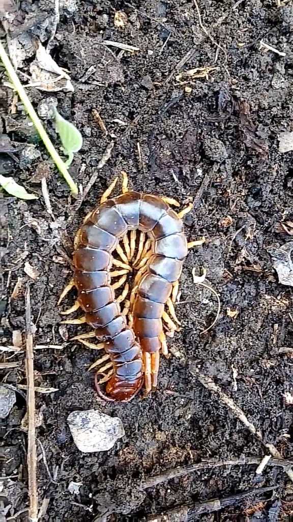 Scolopendra angulata from Vía Montecristi Jipijapa. Al bajo del ...