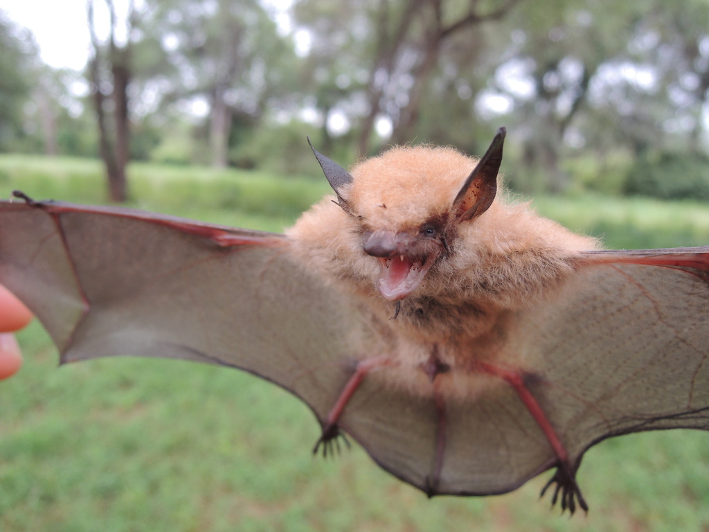 Cape hairy bat from Meru National Park on January 07, 2013 by Paul ...