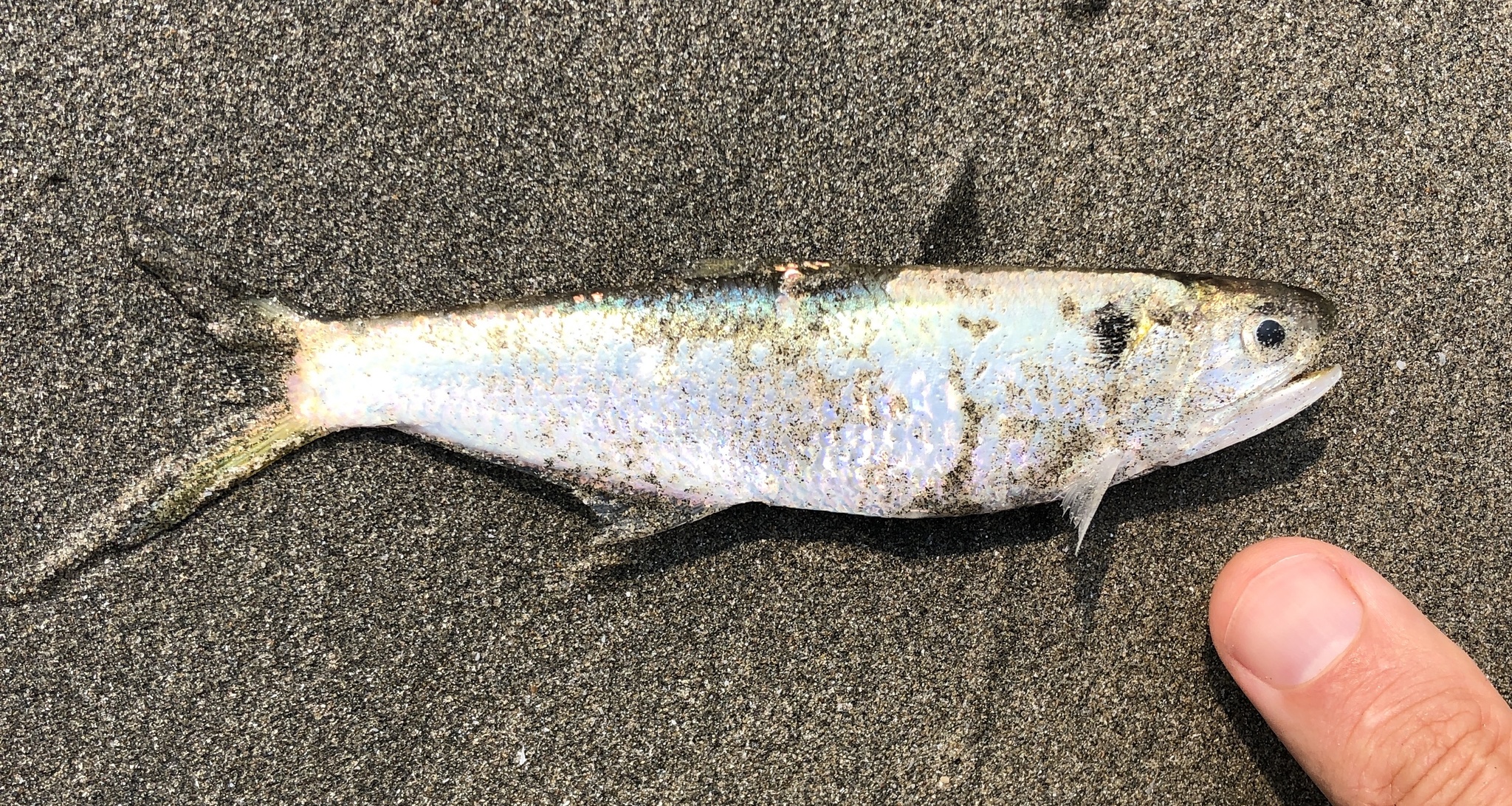 Thryssa dussumieri (Valenciennes, 1848)