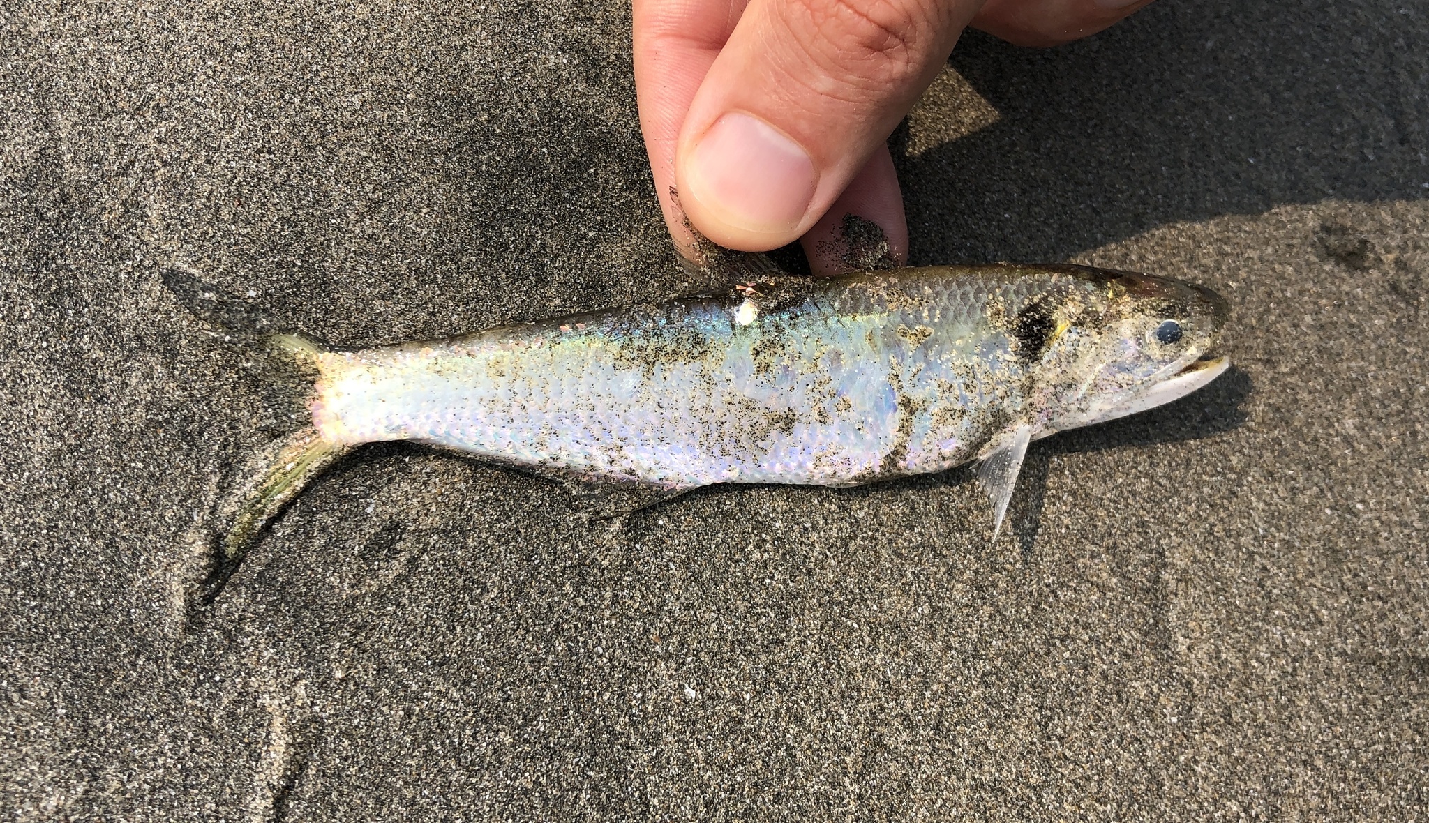 Thryssa dussumieri (Valenciennes, 1848)