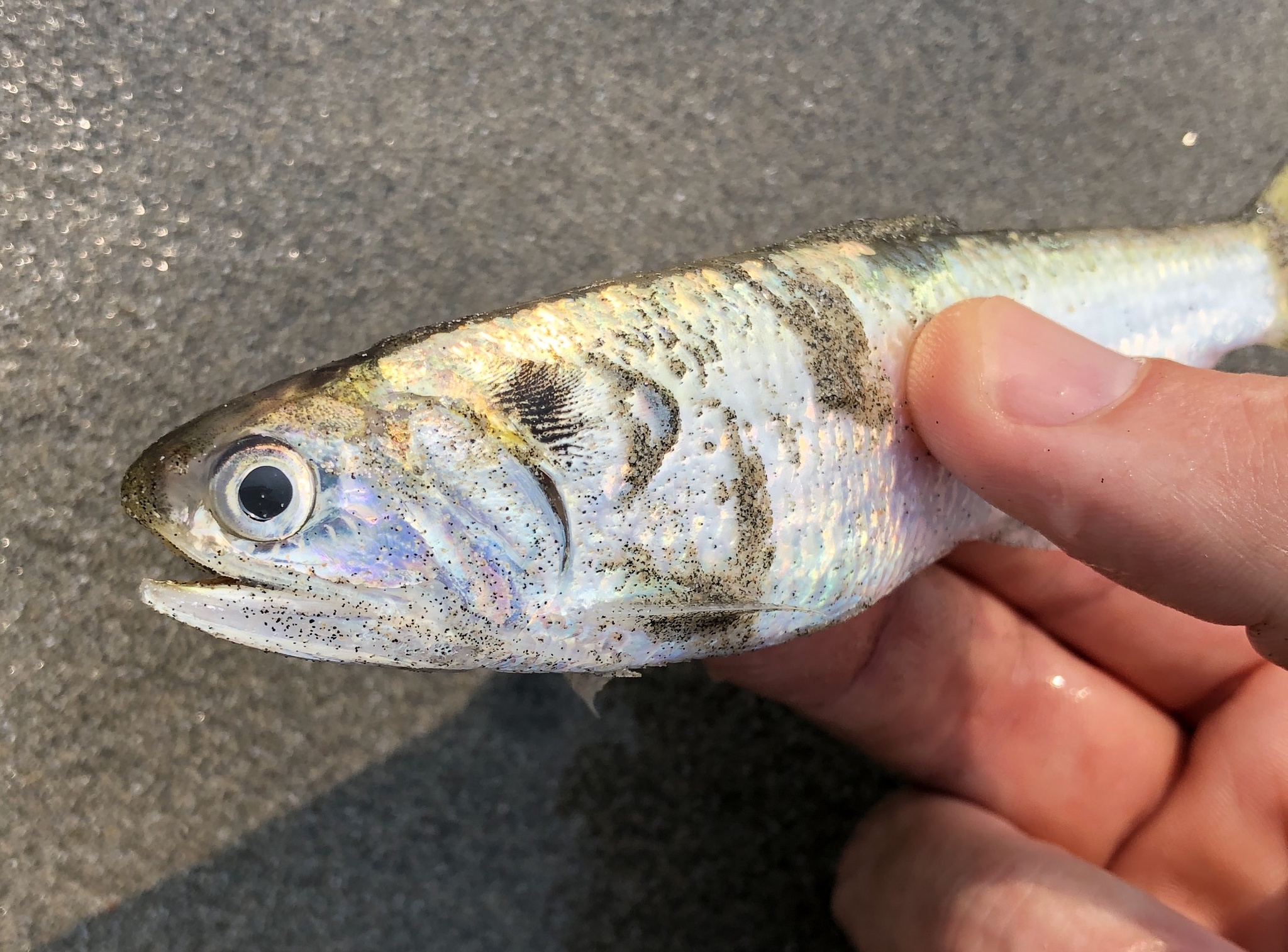 Thryssa dussumieri (Valenciennes, 1848)