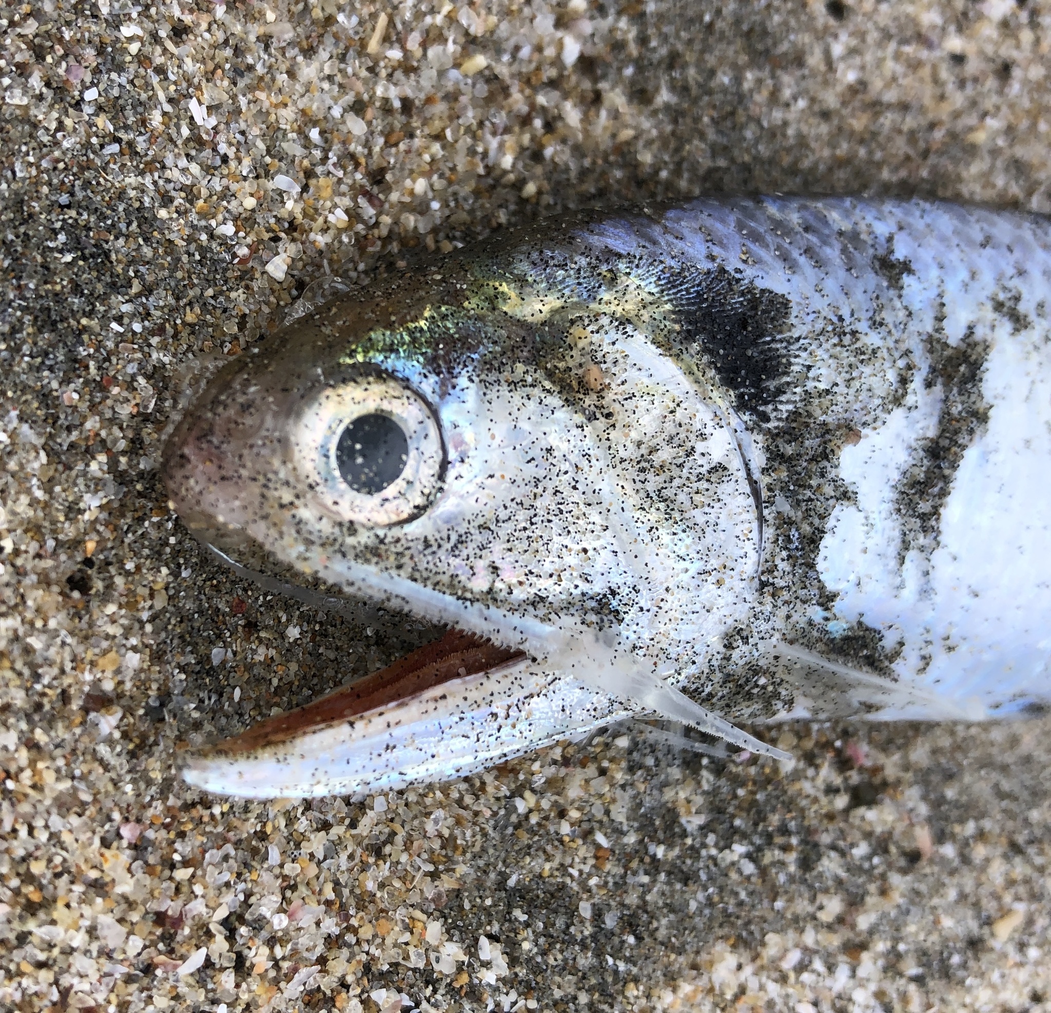 Thryssa dussumieri (Valenciennes, 1848)