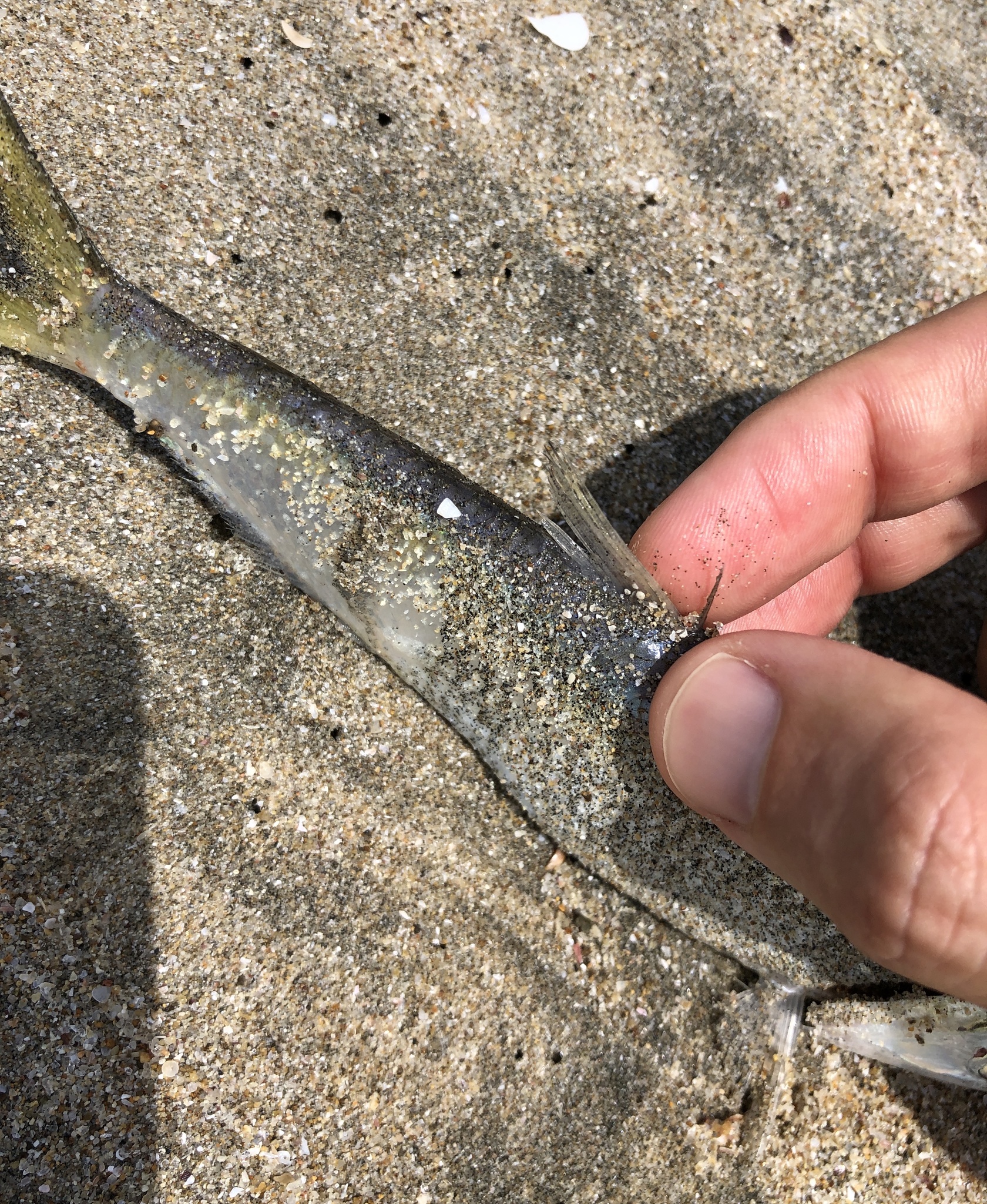 Thryssa dussumieri (Valenciennes, 1848)