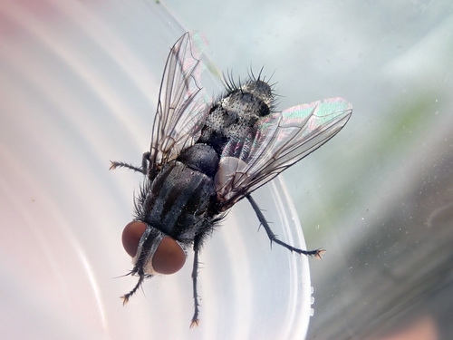 Mason-wasp Satellite Fly (Amobia signata) · iNaturalist
