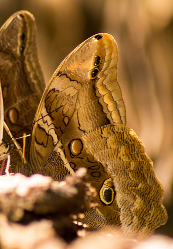 Subspecies Eryphanis reevesii reevesii · iNaturalist