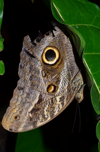 Subspecies Caligo teucer teucer · iNaturalist