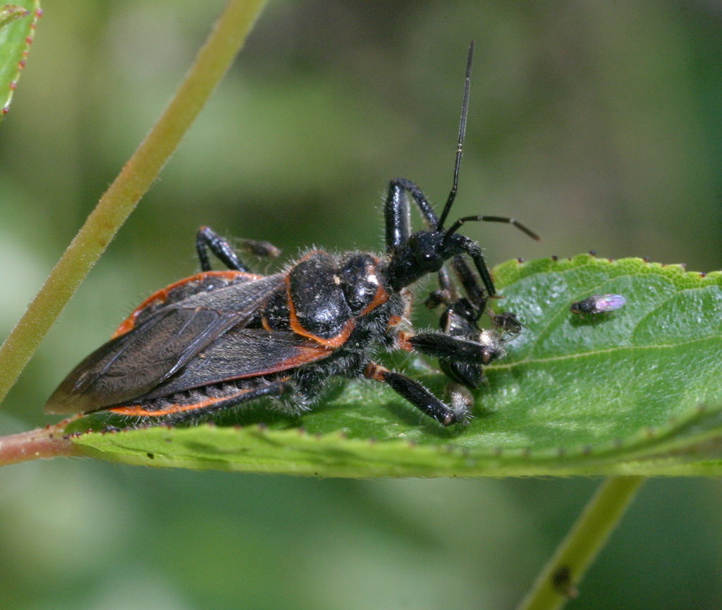 Eastern Bee Assassin from North Carolina, United States on June 5, 2004 ...