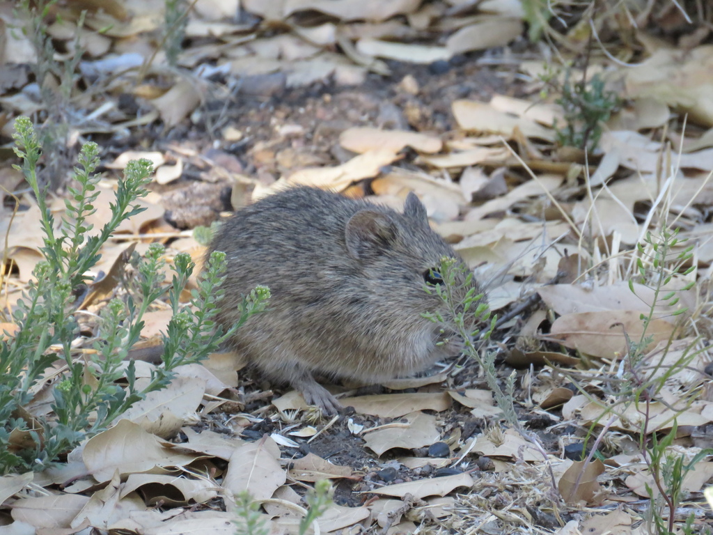 Hispid Cotton Rat from Brewster County, TX, USA on April 4, 2016 at 06: ...