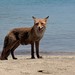 Sardinian Red Fox (Subspecies Vulpes vulpes ichnusae) · iNaturalist