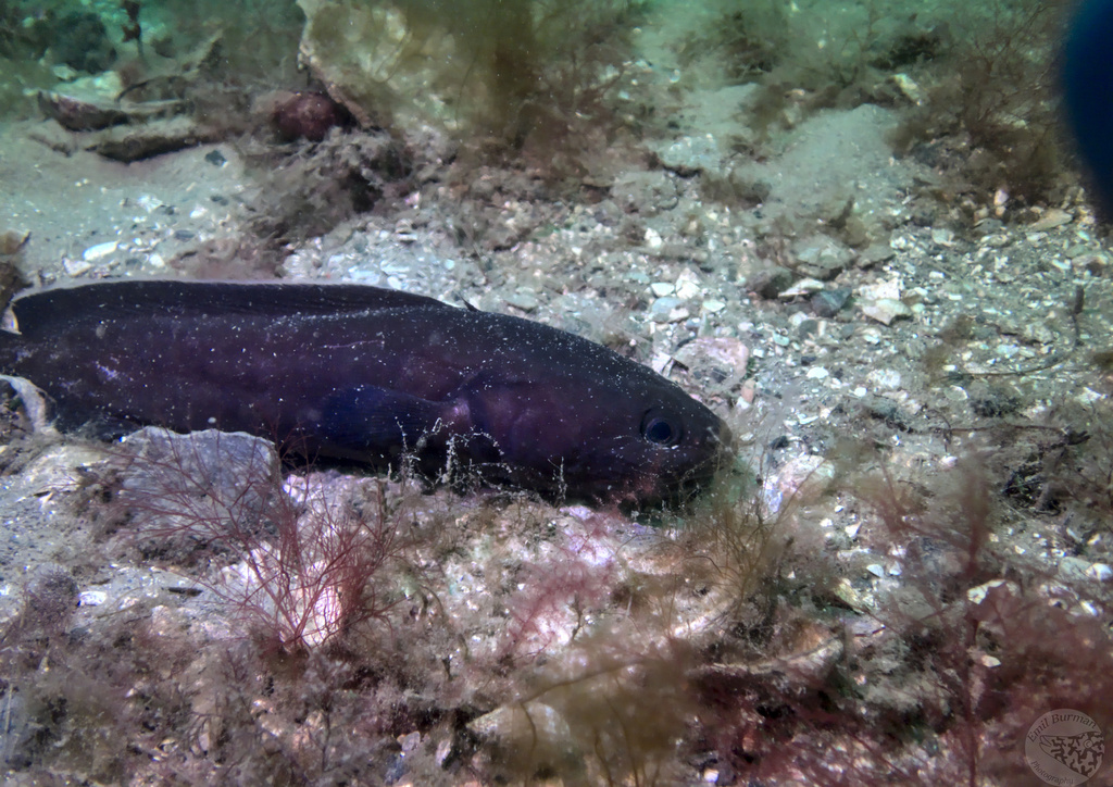 Tadpole Fish (Raniceps raninus) - Marine Life Identification