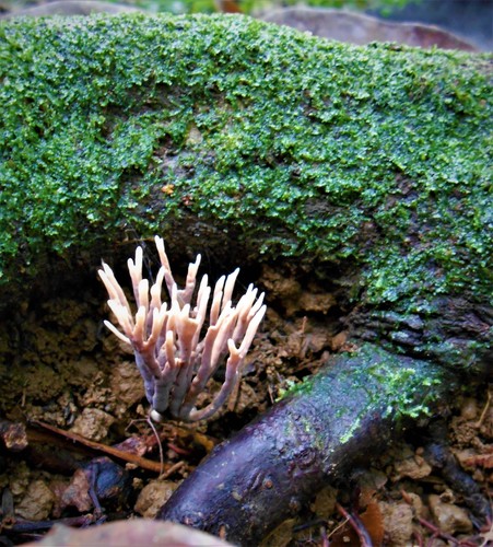 Aphelaria subglobispora · iNaturalist Mexico