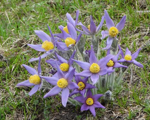 Subspecies Pulsatilla halleri halleri · iNaturalist