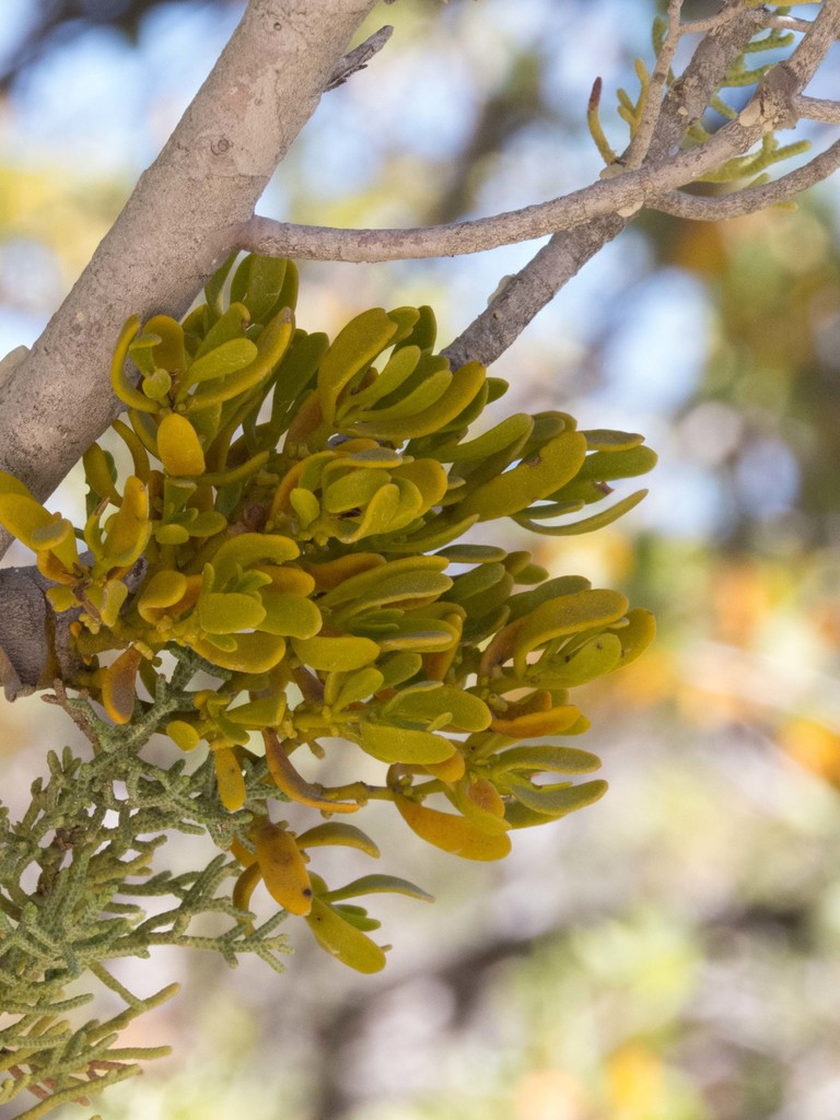 leafy mistletoes (Phoradendron) - Botanical Realm