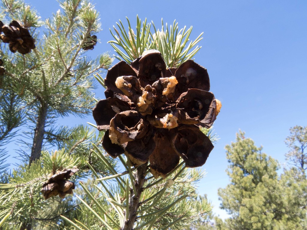 Arizona Singleleaf Pinyon (Pinus × kohae) - Botanical Realm