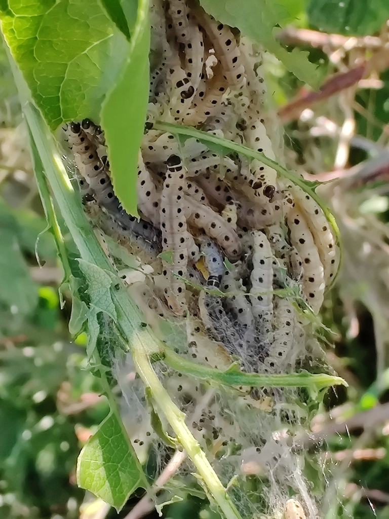 Spindle Ermine Moth from 8355 Garnich, Luxemburg on May 18, 2020 at 05: ...