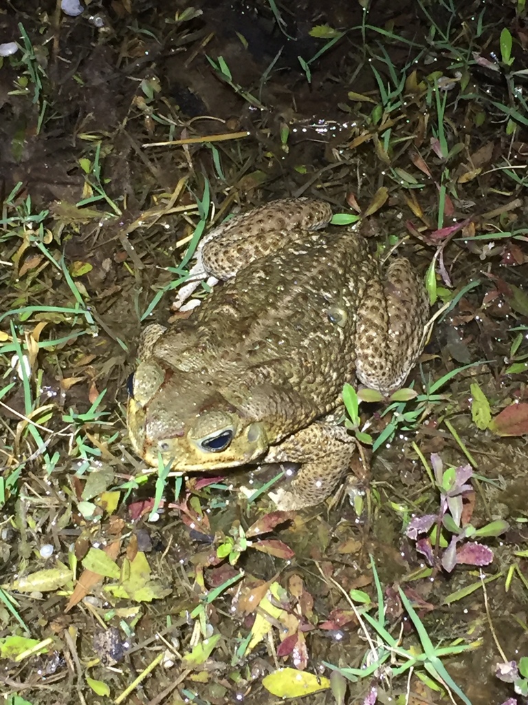 Beaked Toads in May 2020 by Saunders Drukker · iNaturalist