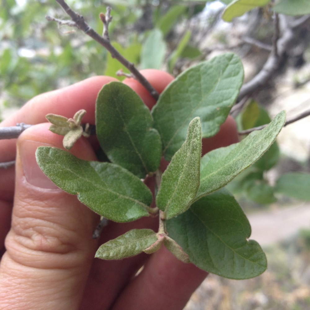 Quercus microphylla Née