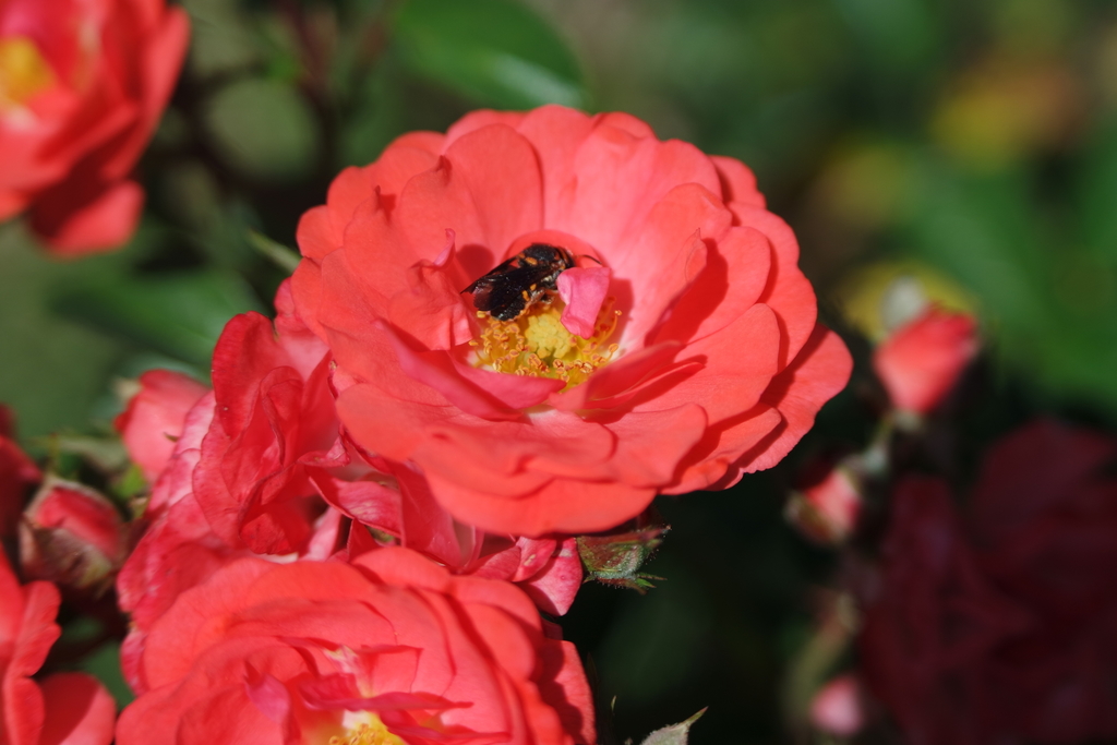 Perplexing Rotund-Resin bee from Gainesville, FL, USA on May 04, 2020 ...