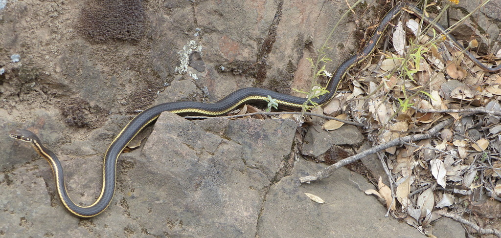 Striped Racer in May 2018 by Jonathan Hakim. Part of my explorations in ...