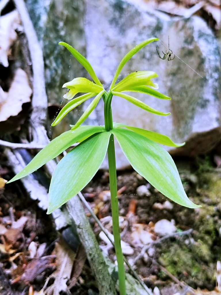 Small Whorled Pogonia in May 2020 by Laura Breeden. There were 5 plants ...